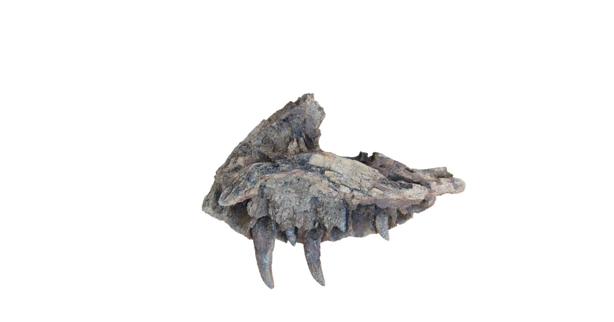 Monte T. rex Right Maxilla | Autodesk Community Gallery