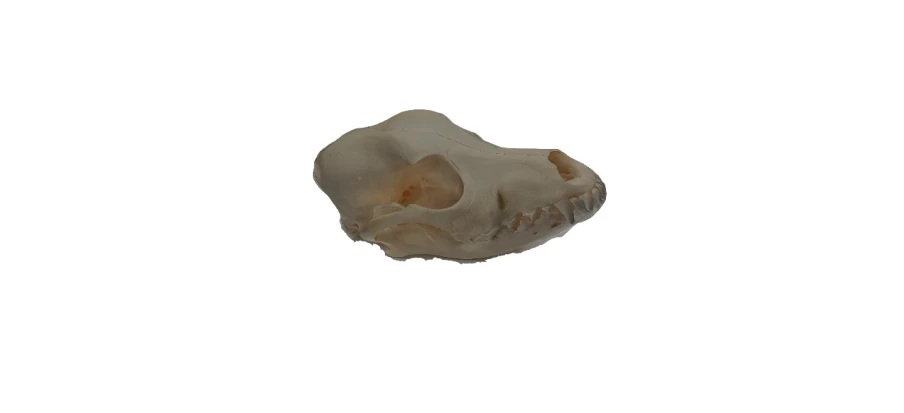 Dog Skull | Autodesk Community Gallery