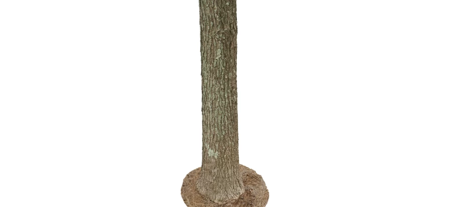 Tree Trunk | Autodesk Community Gallery