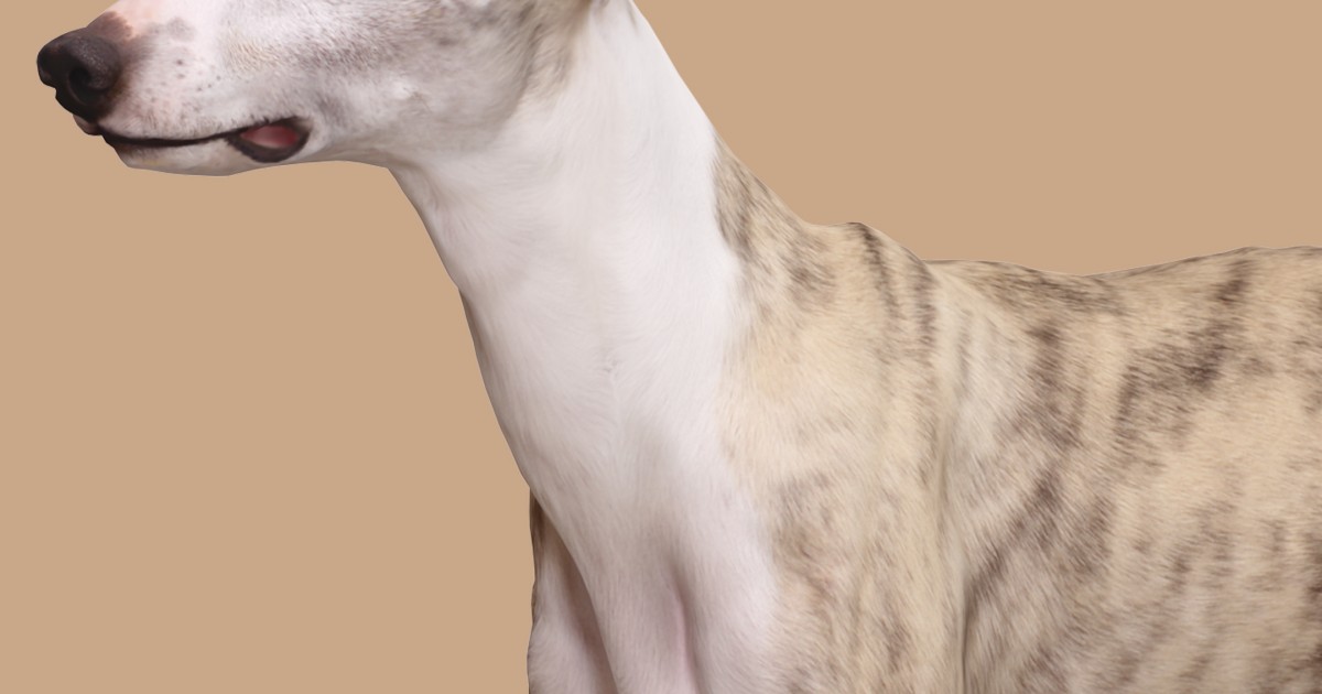 Whippet 3D Scanned Dog - Standing Position | Autodesk Community Gallery